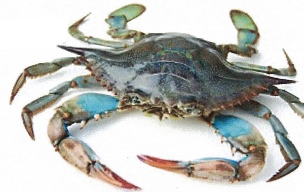 Crab Guide – Rustic Inn