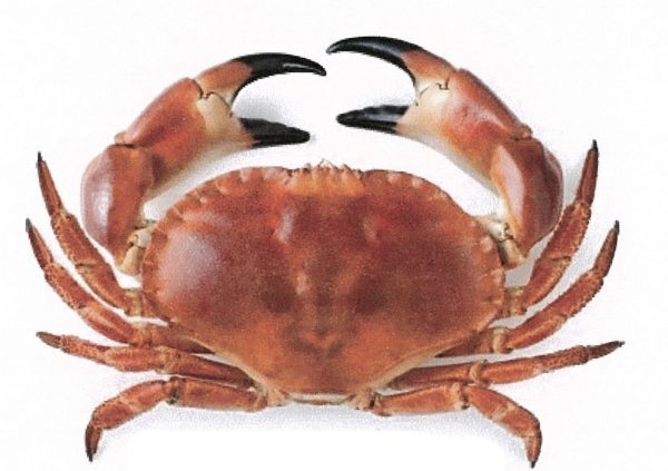 Crab Guide – Rustic Inn